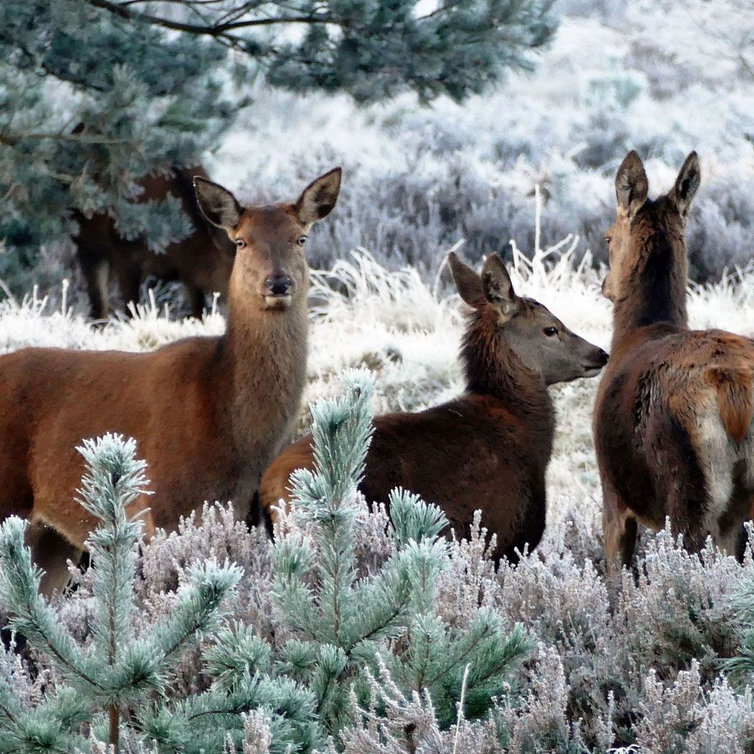 An Claíomh Solais, The Sword of Light